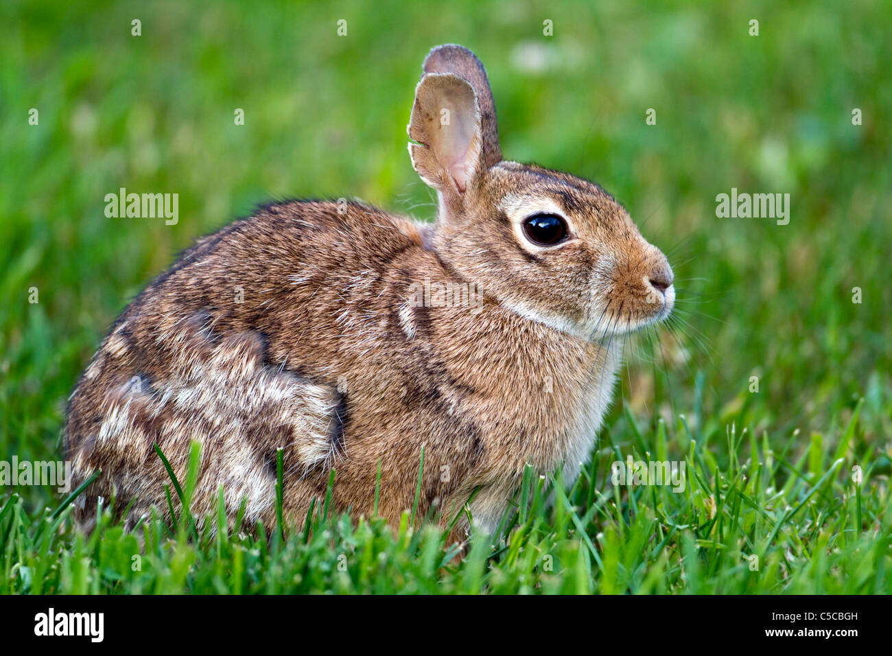 Rabbit in the grass Stock Photo - Alamy