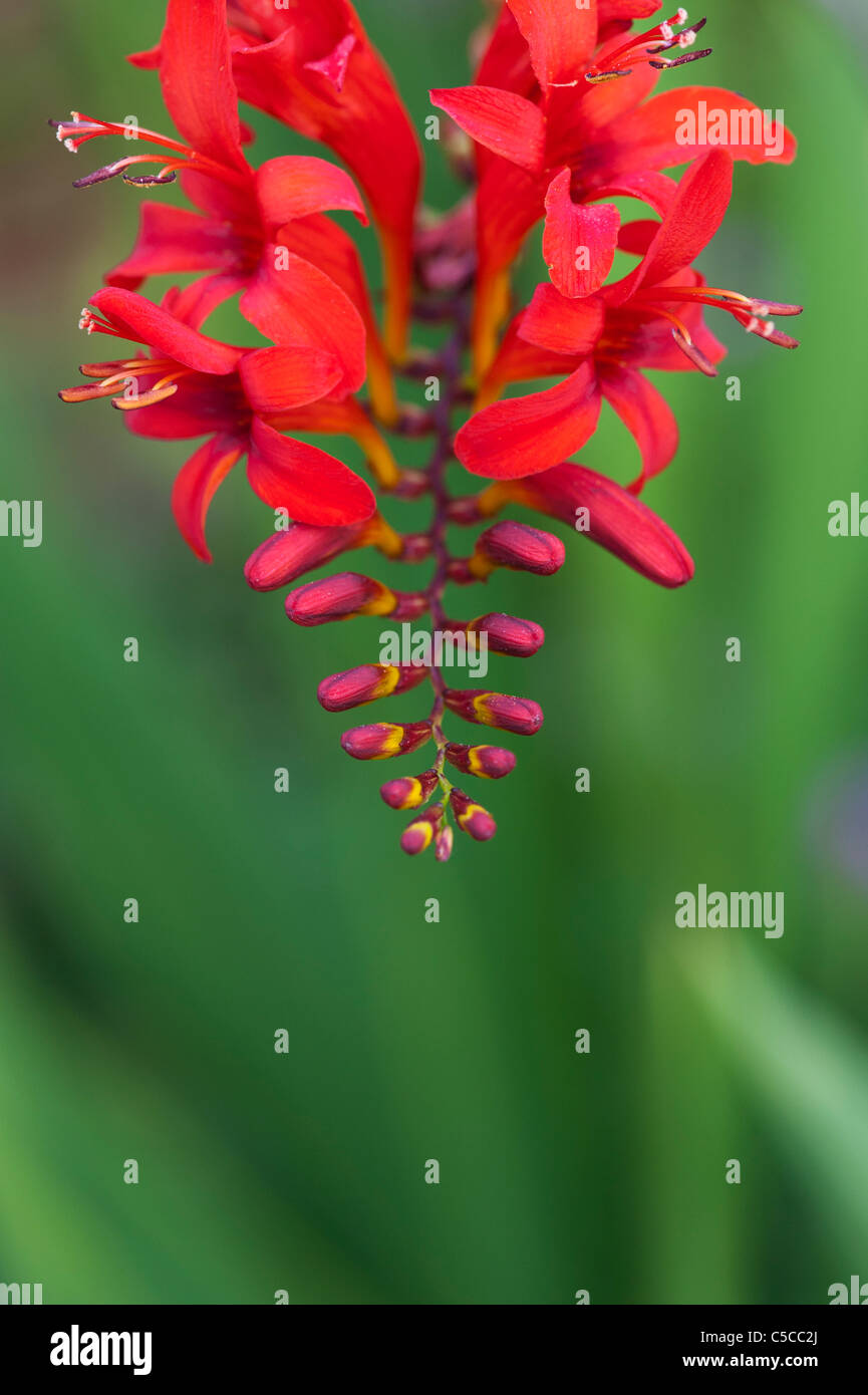 Crocosmia lucifer flowers in an english garden Stock Photo - Alamy