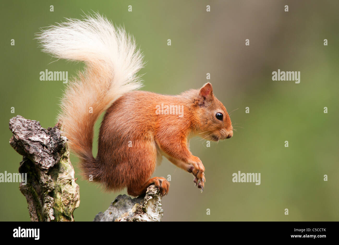 Squirrel Tree Branch Stock Photos & Squirrel Tree Branch Stock Images ...