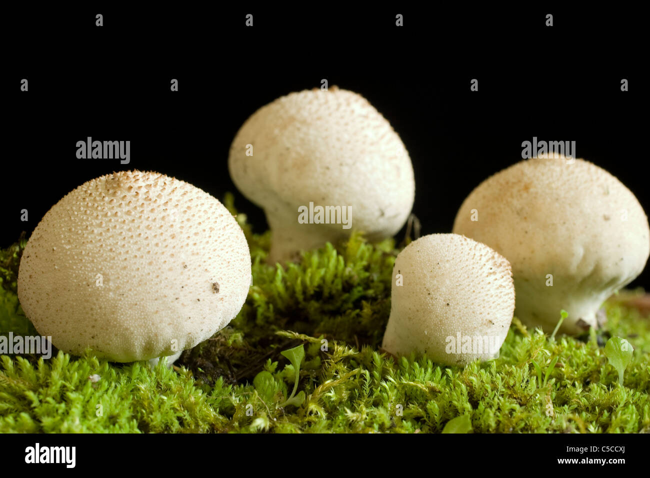 A group of edible puffball mushrooms rest on a bed of moss Stock Photo ...