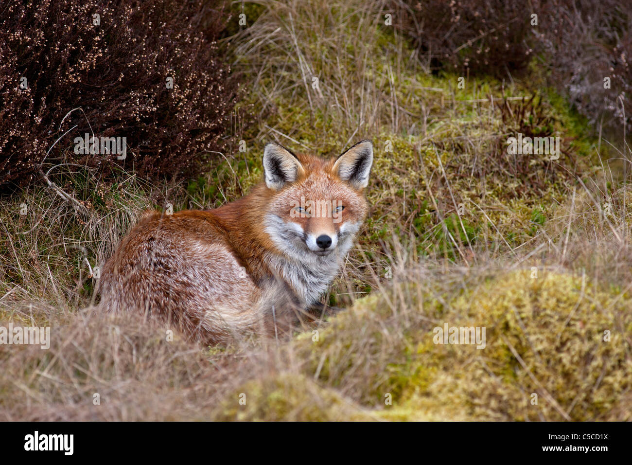Rear view red fox hi-res stock photography and images - Alamy