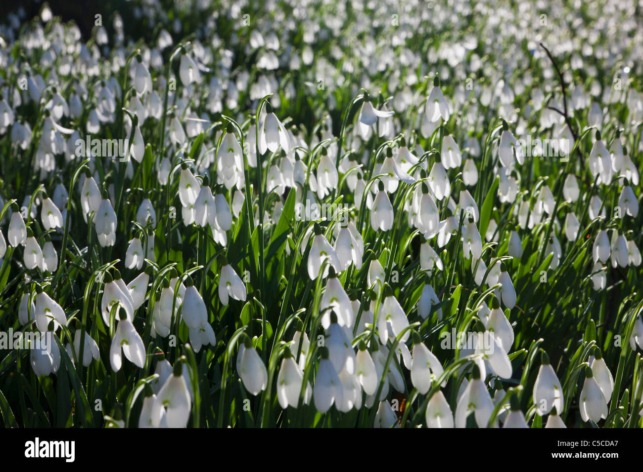 Drooping white flowers hi-res stock photography and images - Alamy