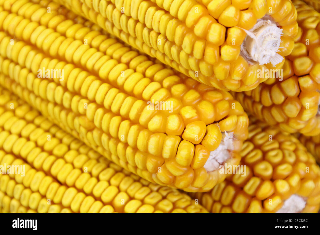 Ears of Field Corn on Display. Farm crop competition Stock Photo - Alamy