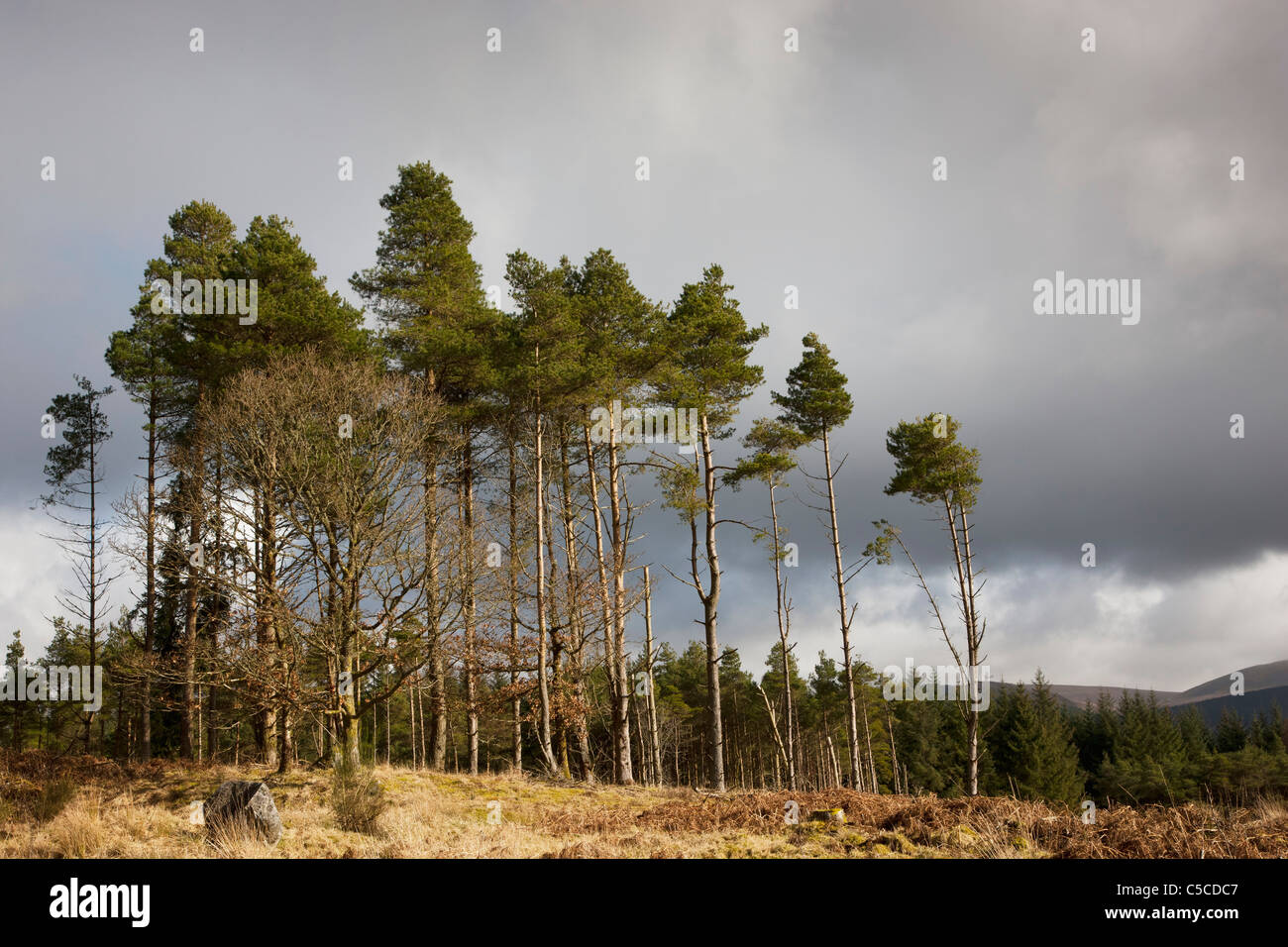 Tall Trees Under A Cloudy Sky; Dumfries, Scotland Stock Photo - Alamy
