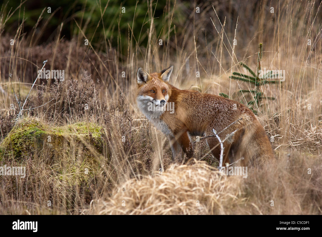 A Red Fox (Vulpes Vulpes) Standing In Brown Grass; Dumfries, Scotland ...