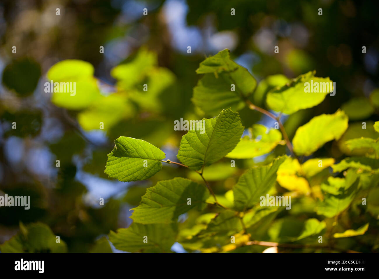 Light colored foliage hi-res stock photography and images - Alamy