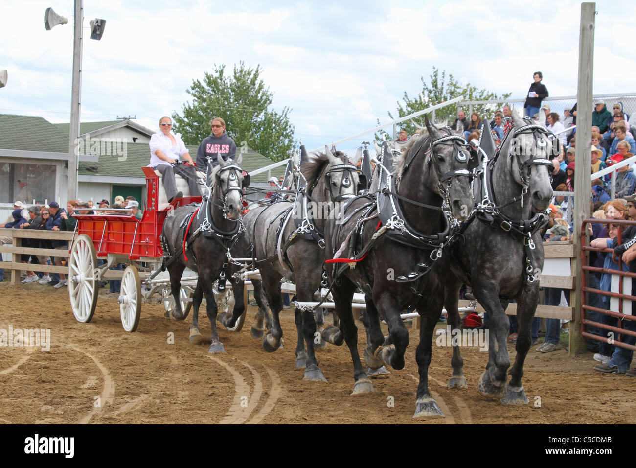 Draft Horses Pulling A Hitch Wagon. Workhorses with harnesses Stock ...