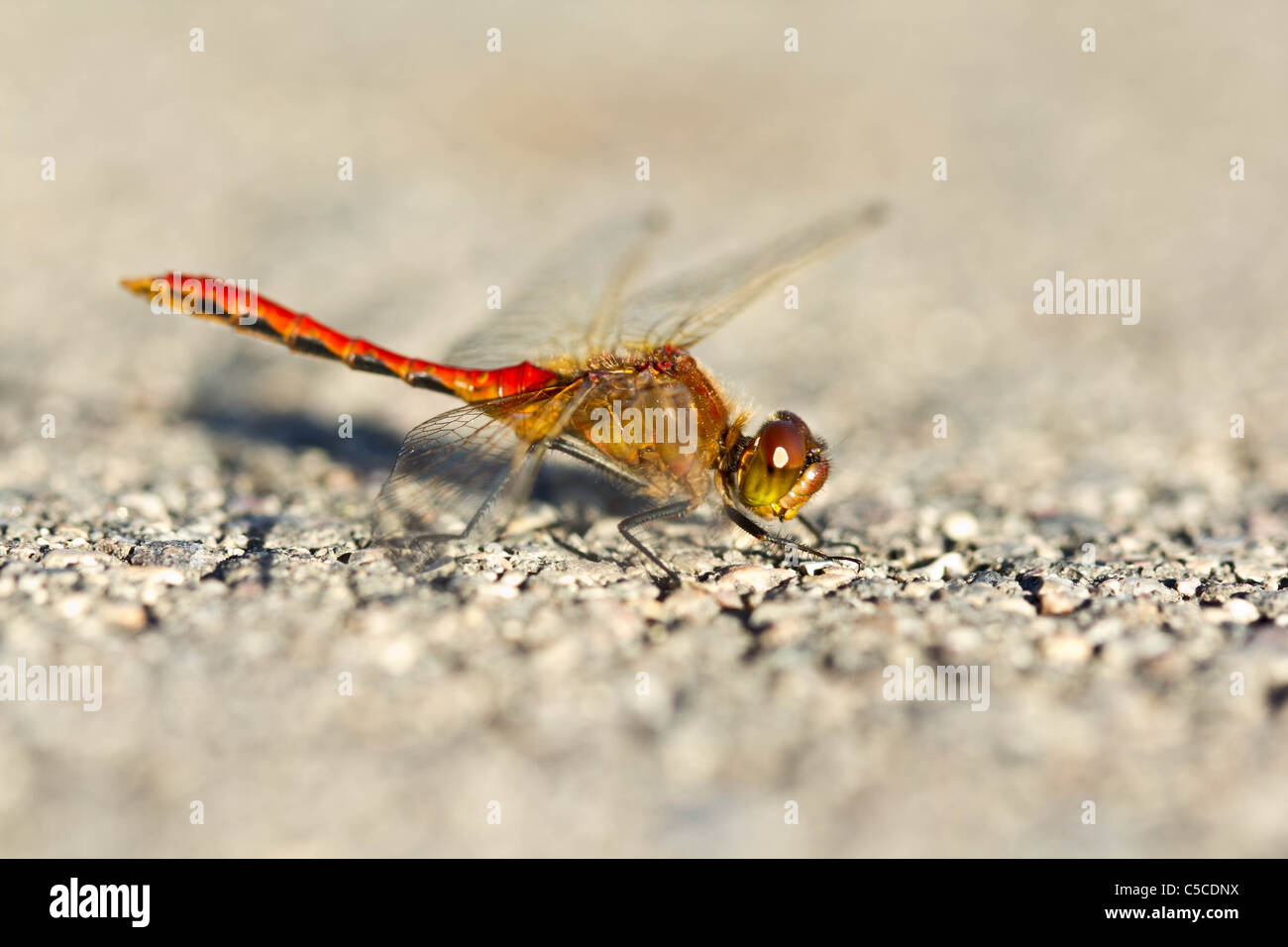 Dragonfly eyes hi-res stock photography and images - Alamy