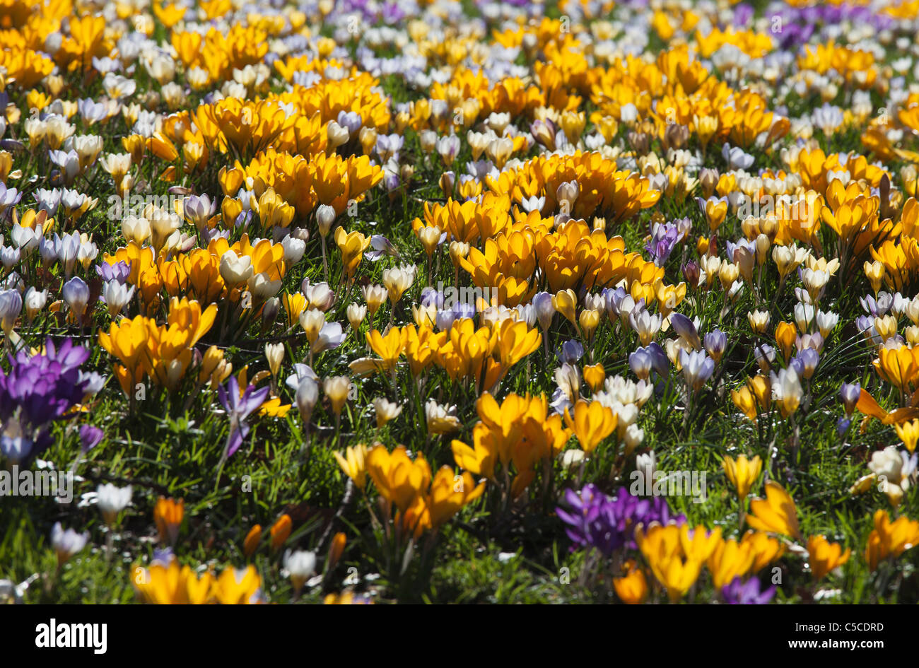 Field Of Colorful Flowers; Dumfries, Scotland Stock Photo - Alamy