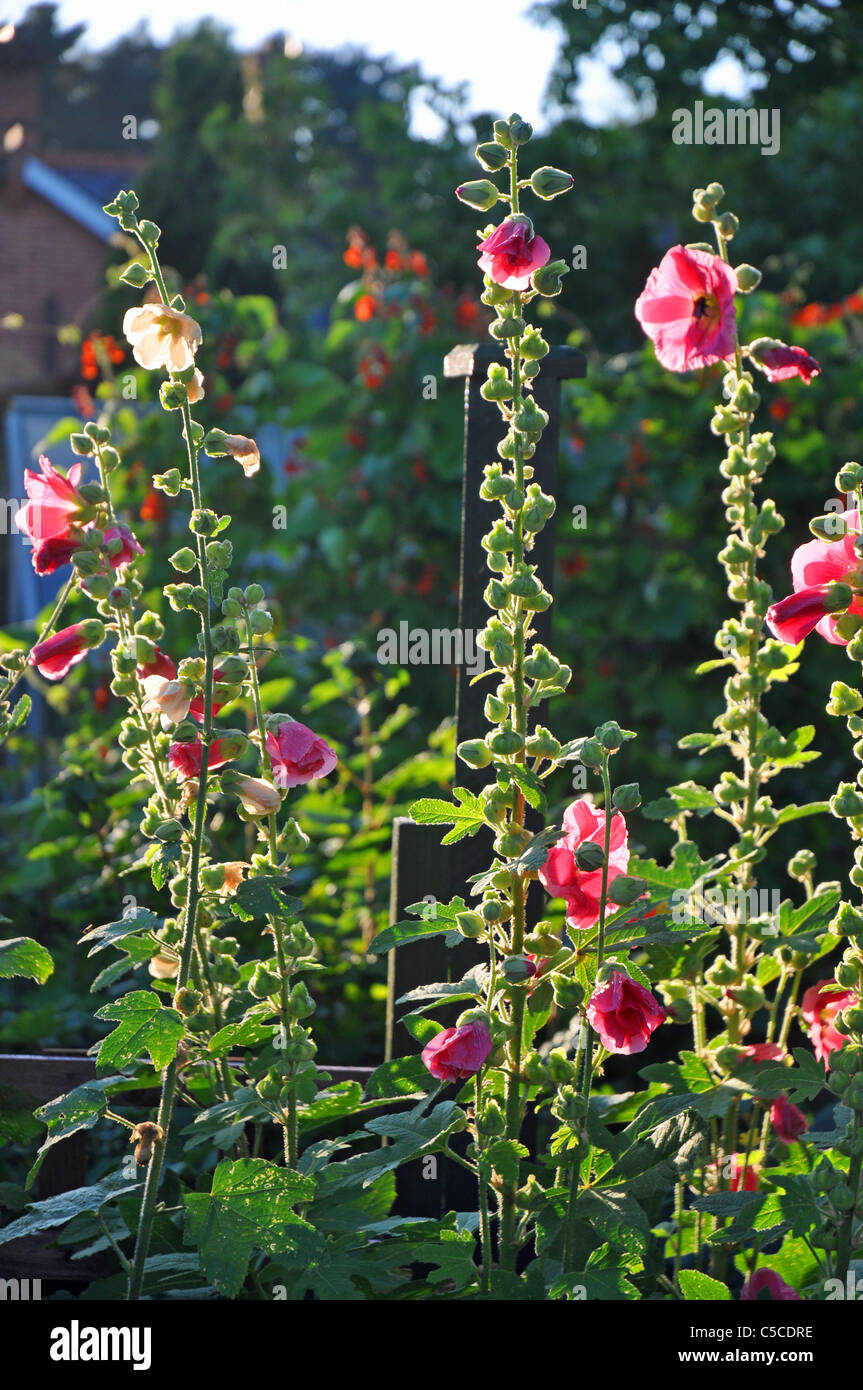 Hollyhocks in bloom in a garden Stock Photo - Alamy