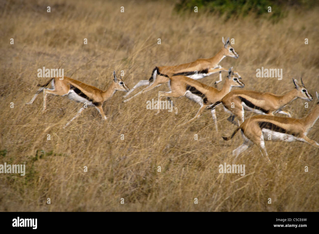 Thomsons Gazelle Running