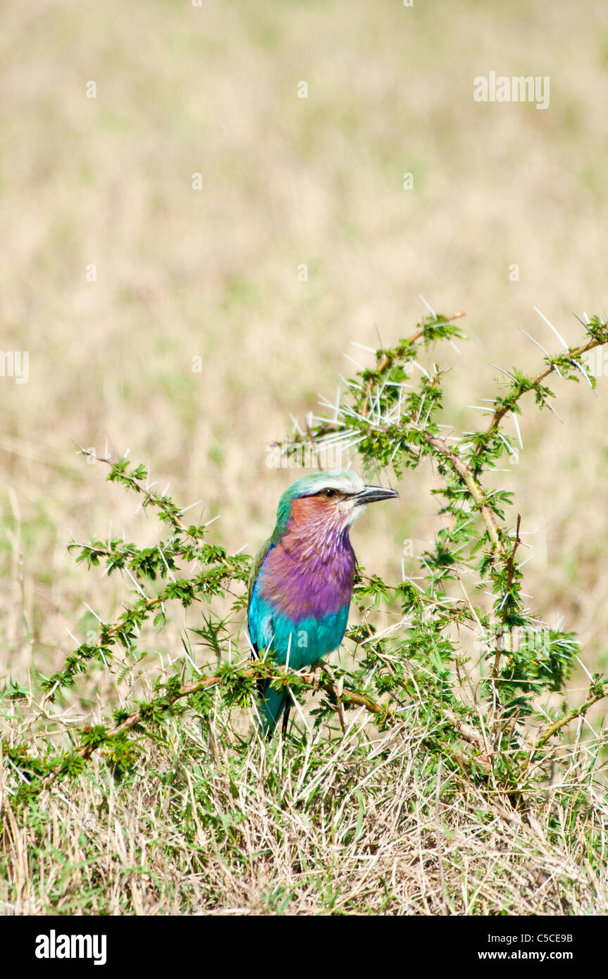 Caudata wild animals wild animal wildlife hi-res stock photography and ...