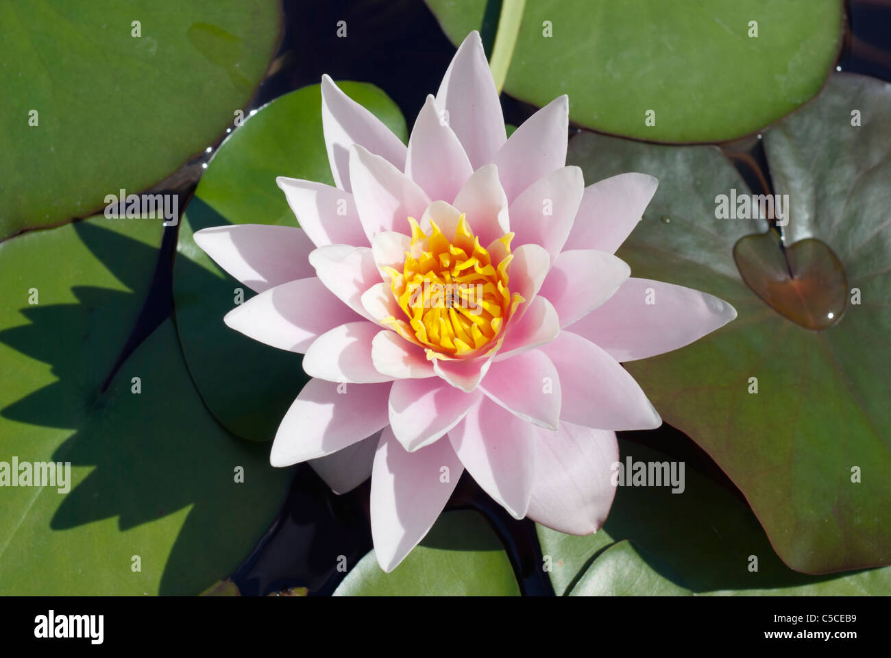 Lotus rose hi-res stock photography and images - Alamy