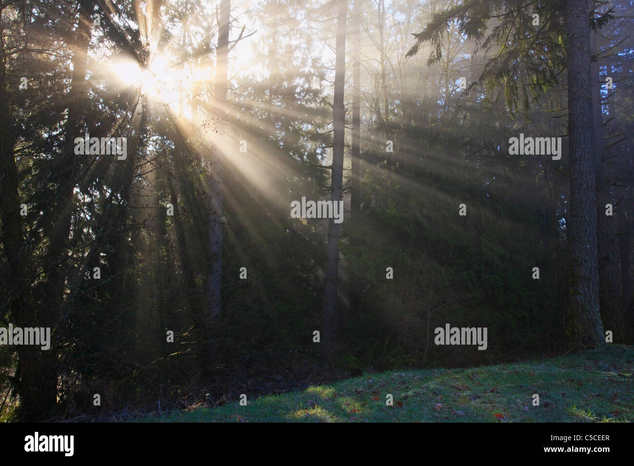 Light flares through trees hi-res stock photography and images - Alamy