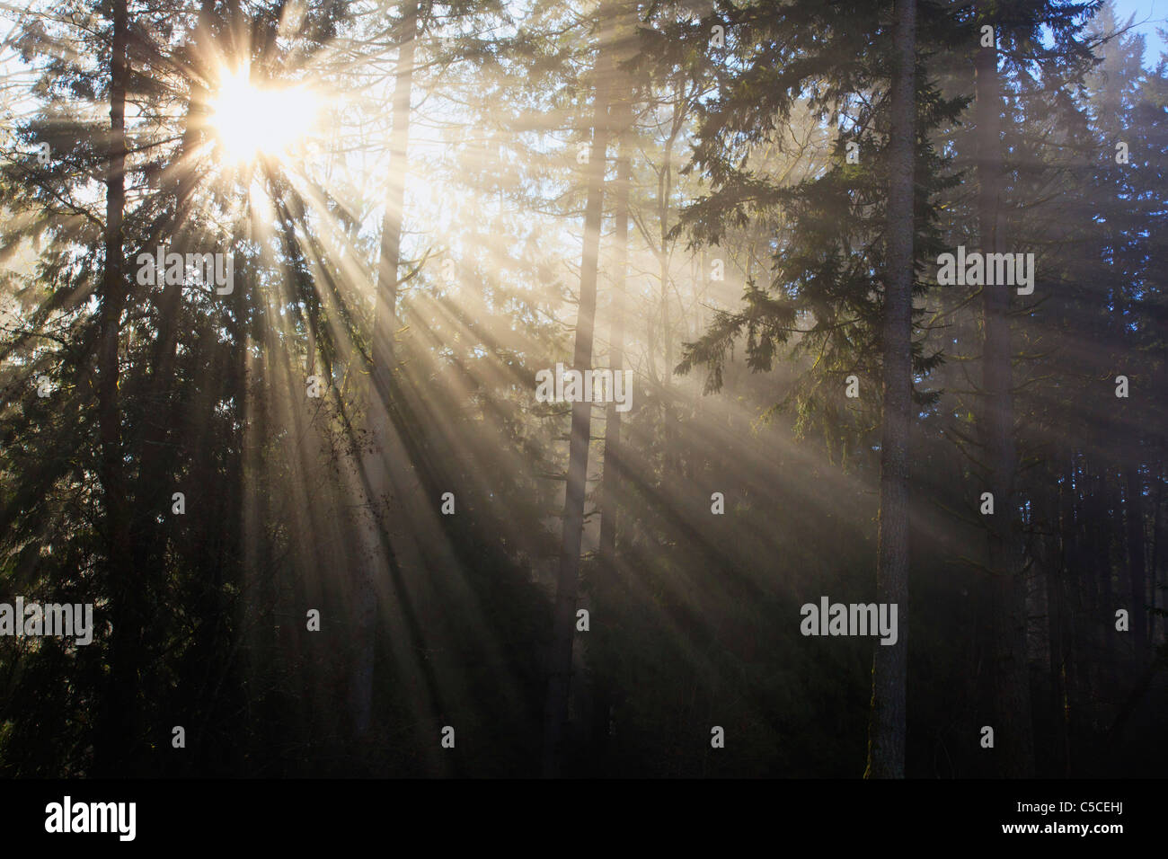 Sun Shining Through Morning Fog And Trees; Happy Valley, Oregon, United ...