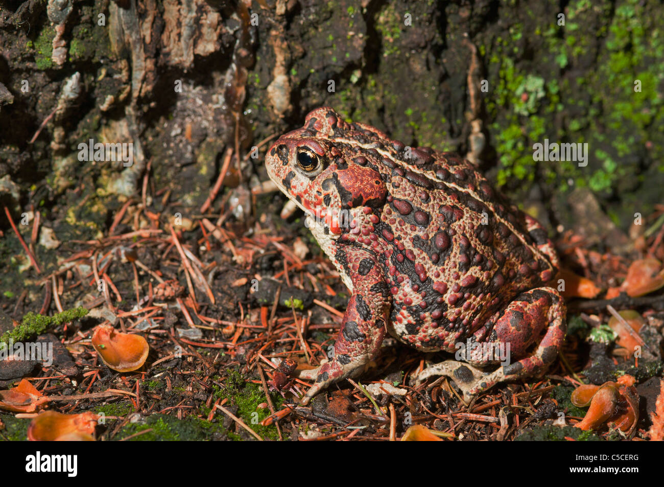 Boreal Toad (Anaxyrus Boreas Boreas); Edmonton, Alberta, Canada Stock ...