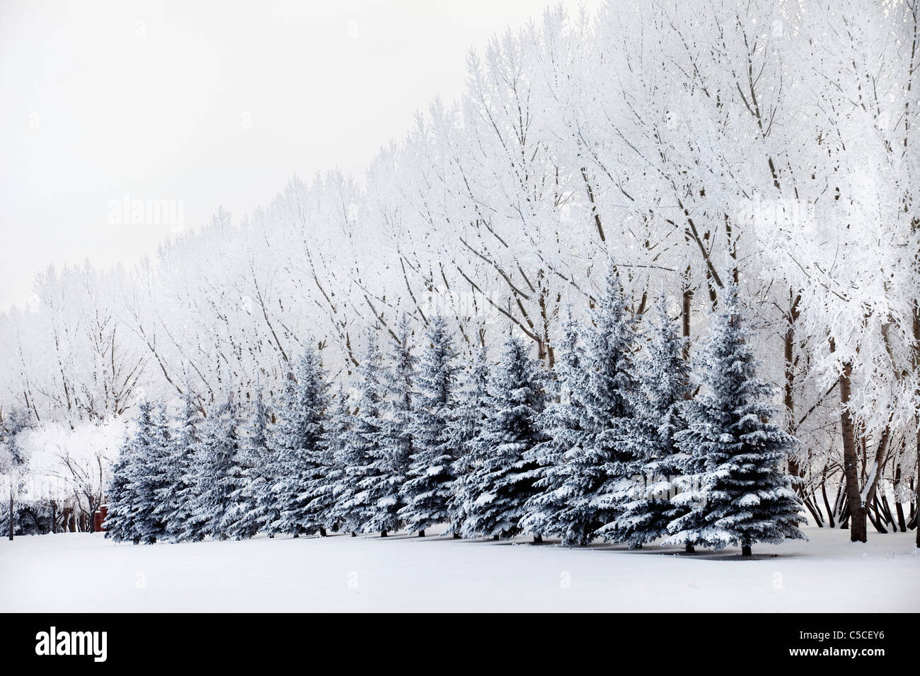 Snow Covered Trees In A Row; Alberta, Canada Stock Photo - Alamy