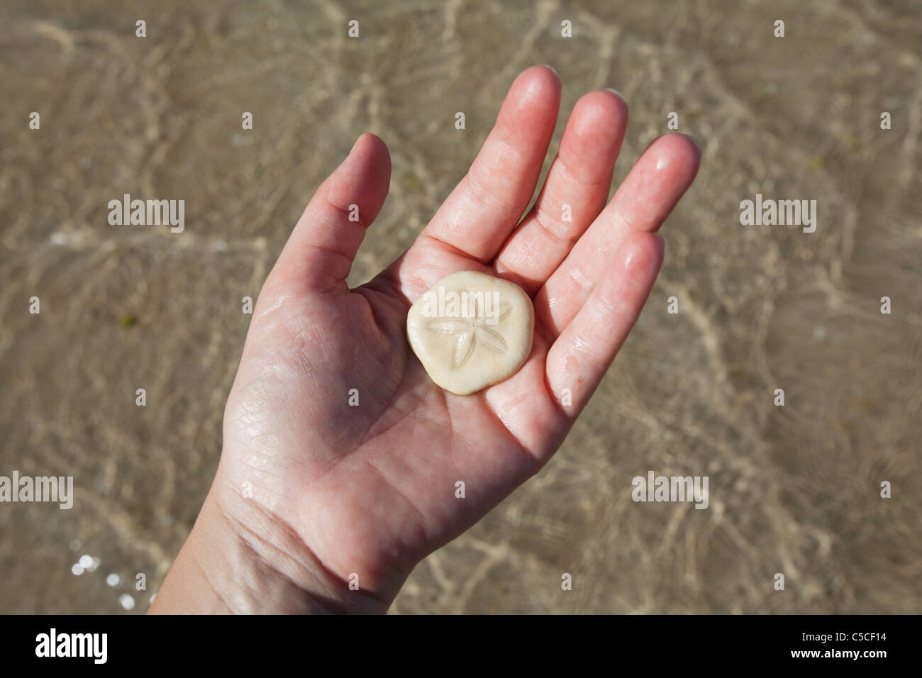 A Tourist Holds A Sand Dollar Sea Shell Near El Nido; Bacuit ...