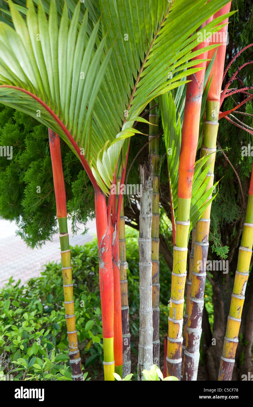 Palm stems and Fronds, Malaysia Stock Photo - Alamy