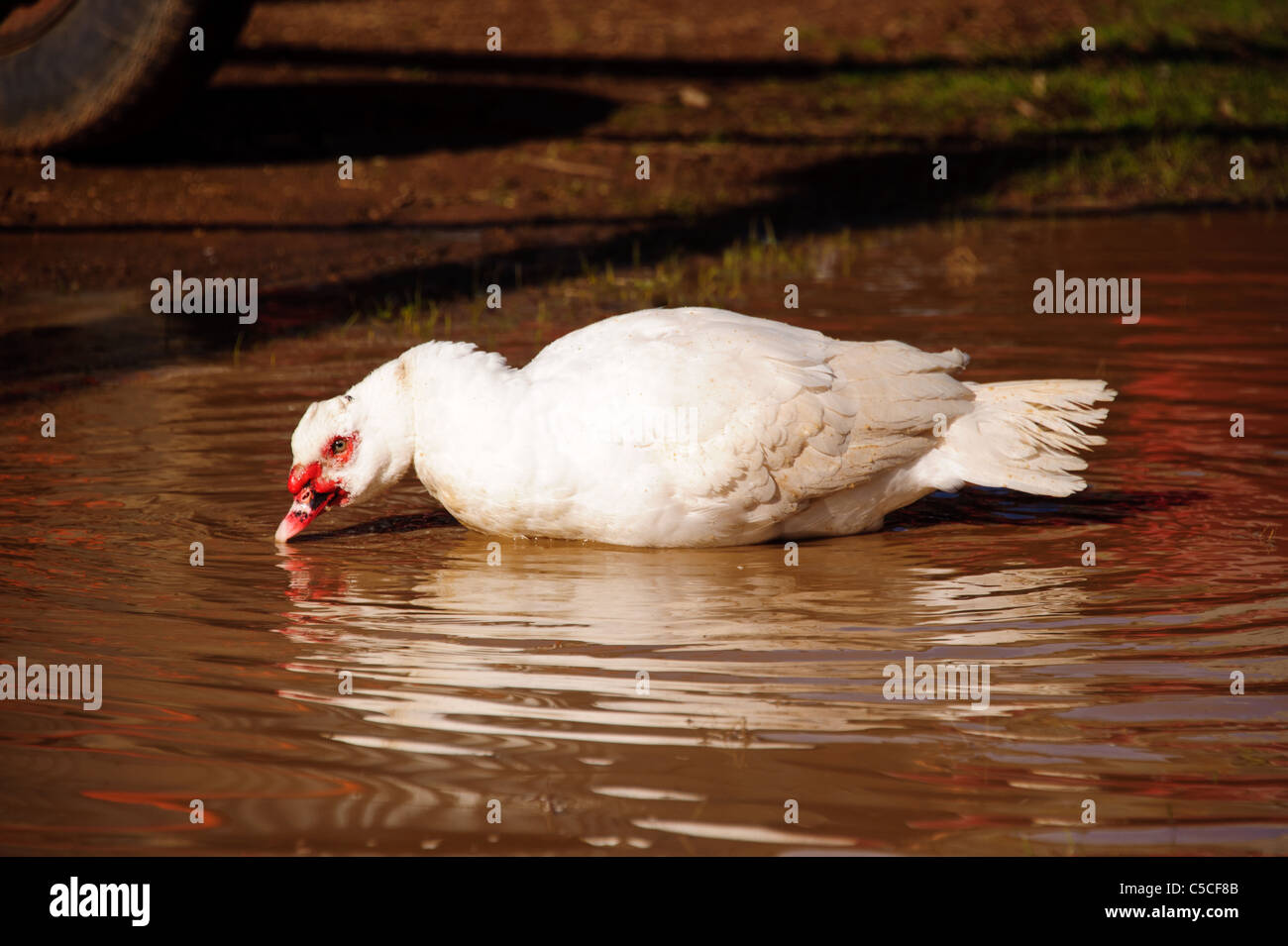Ducks play in a farmyard puddle Stock Photo - Alamy