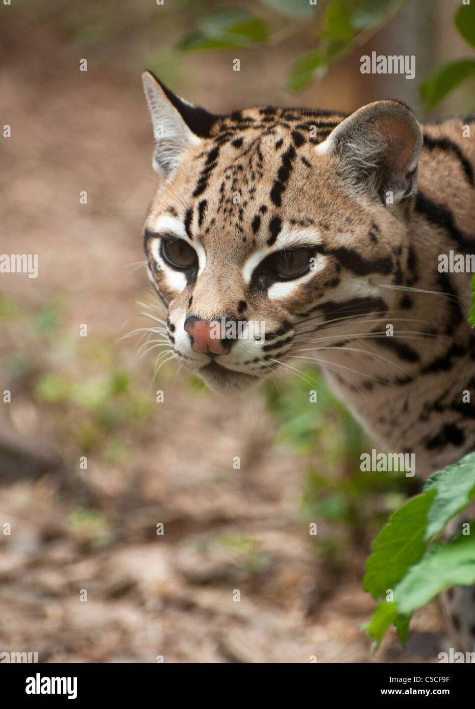 Female ocelot hi-res stock photography and images - Alamy