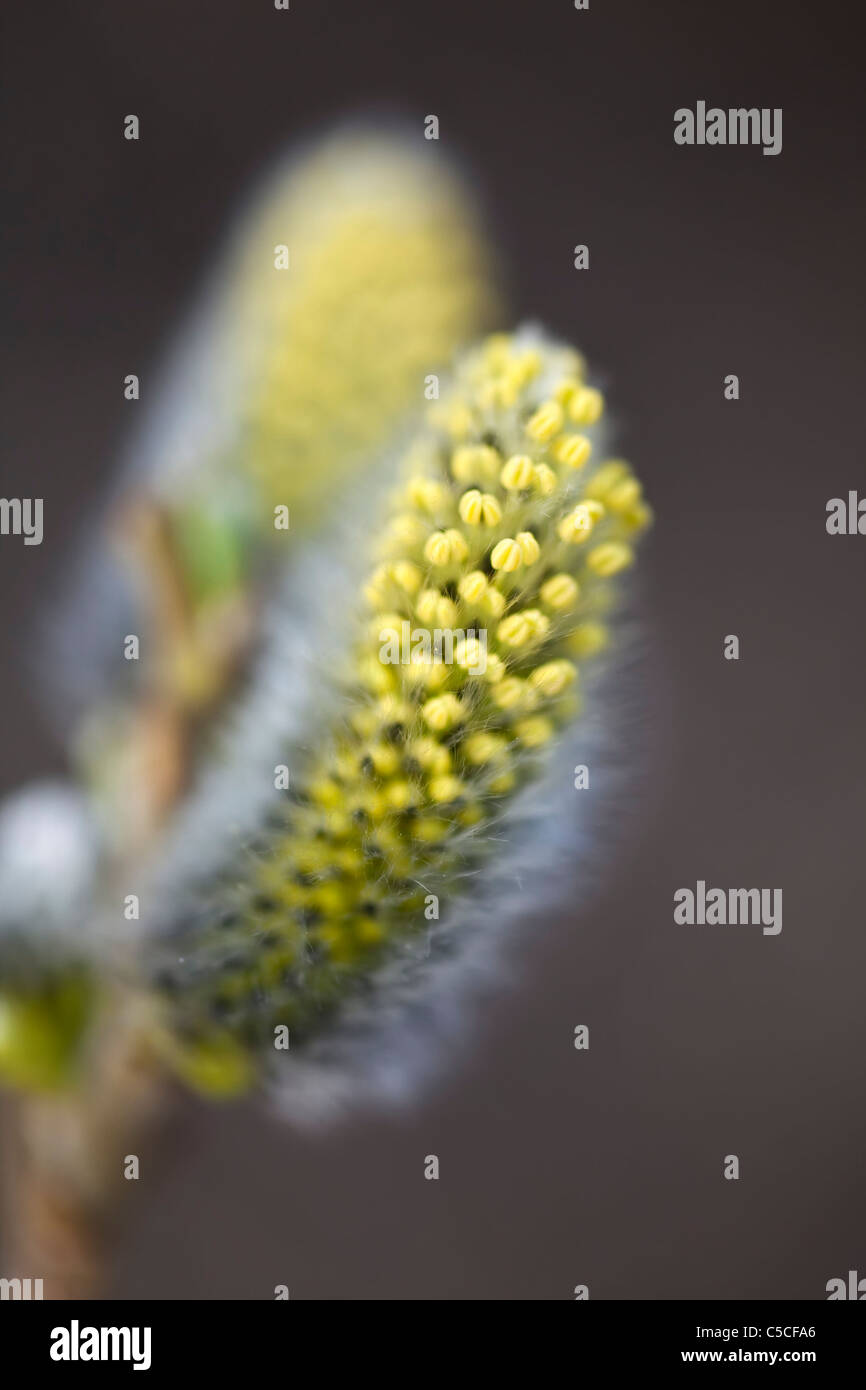 Willow tree buds hi-res stock photography and images - Alamy