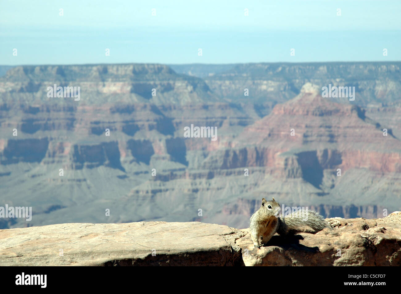 A squirrel sits on a safety barrier on the South Rim Overlook at Grand ...