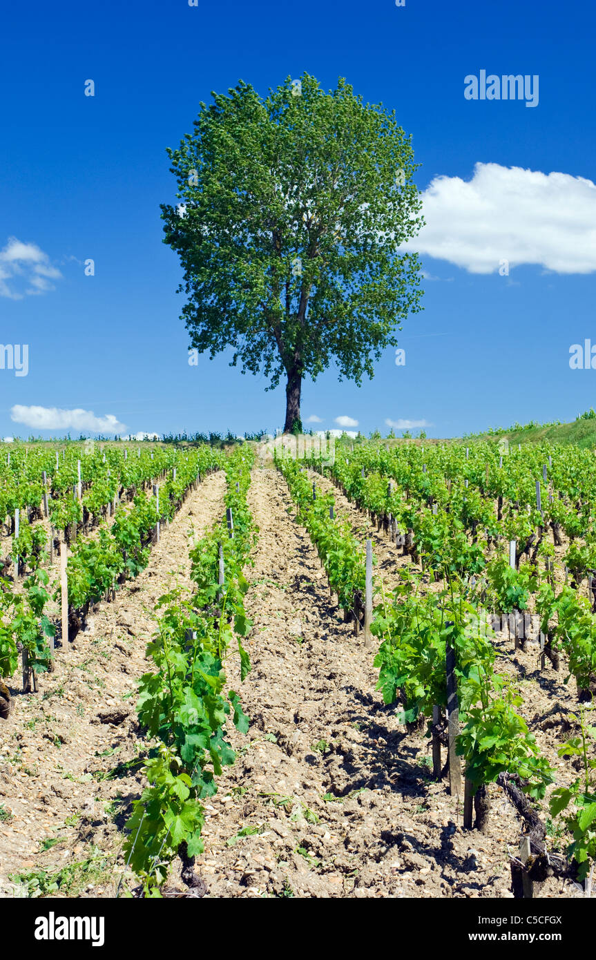 Lone tree and vineyards under a bright blue sky on route D2 in Pauillac ...