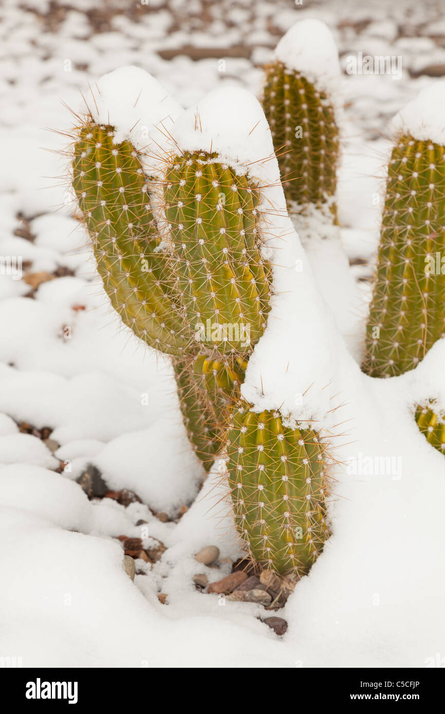 Cacti covered hi-res stock photography and images - Alamy