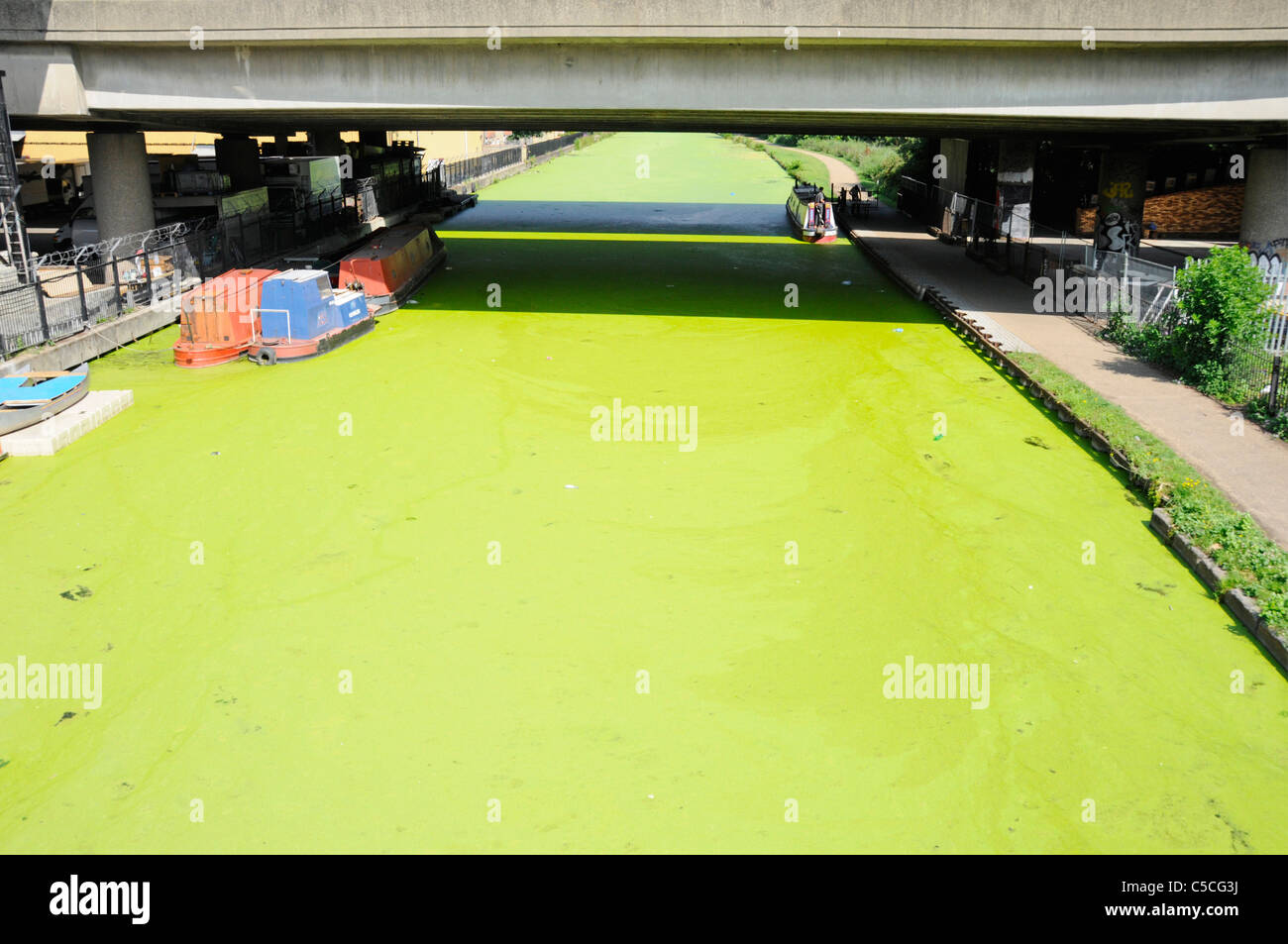 Alga dense yellow green growth on The Lee Navigation canalized river ...