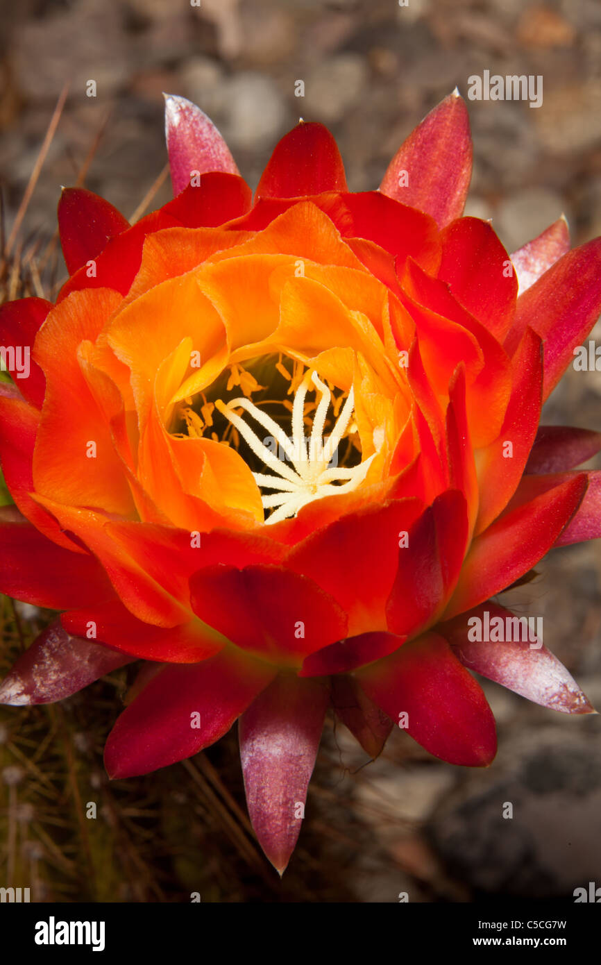 close image of Cacti flower in full bloom Stock Photo - Alamy