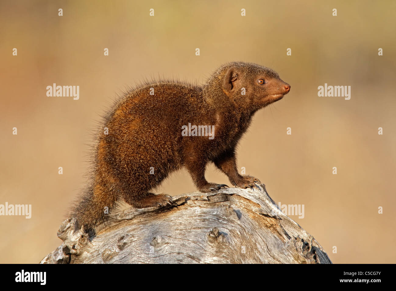 South african mongoose hi-res stock photography and images - Alamy