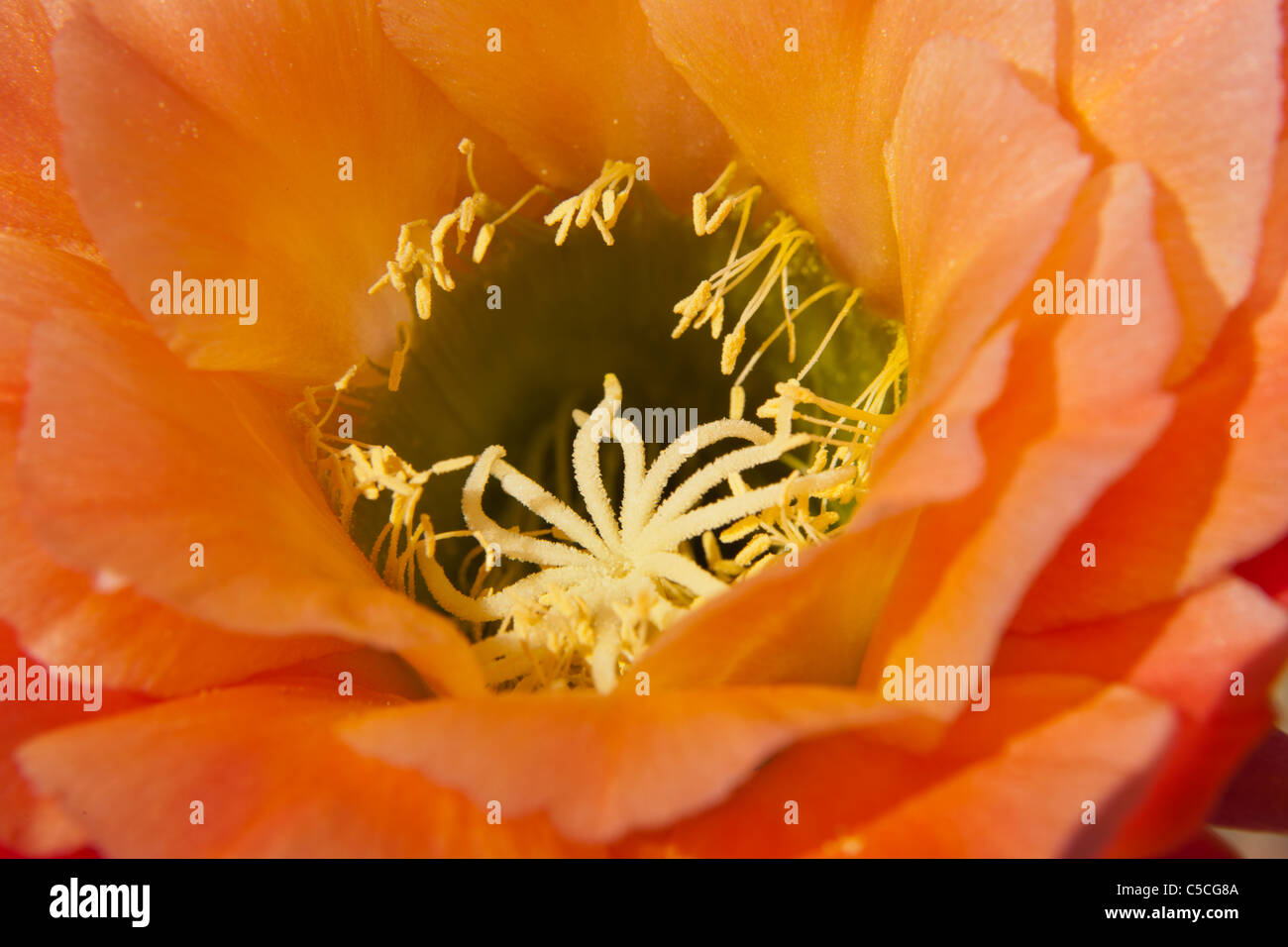Cacti in flower hi-res stock photography and images - Alamy