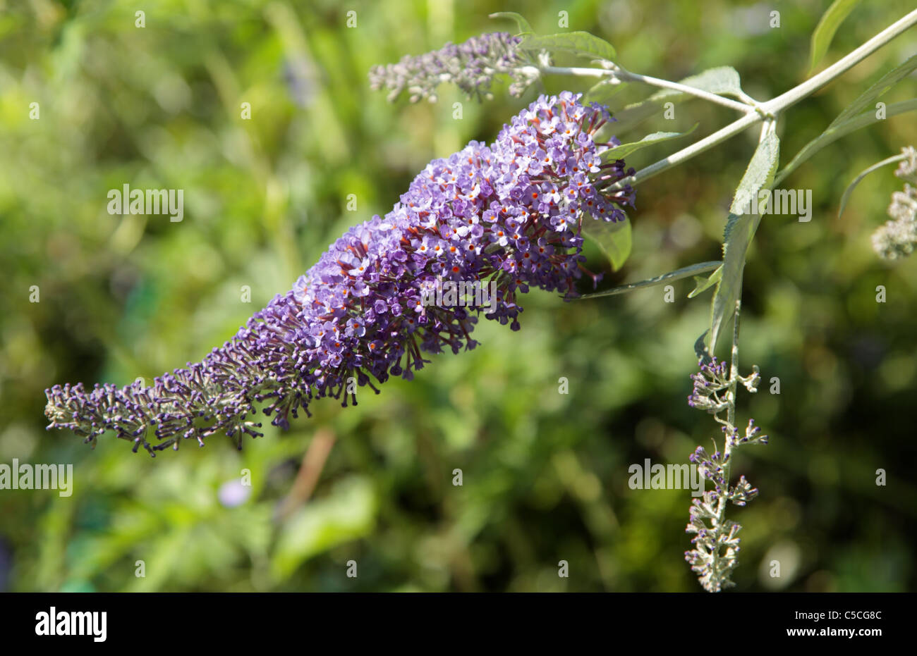 A Buddleia bloom Stock Photo - Alamy