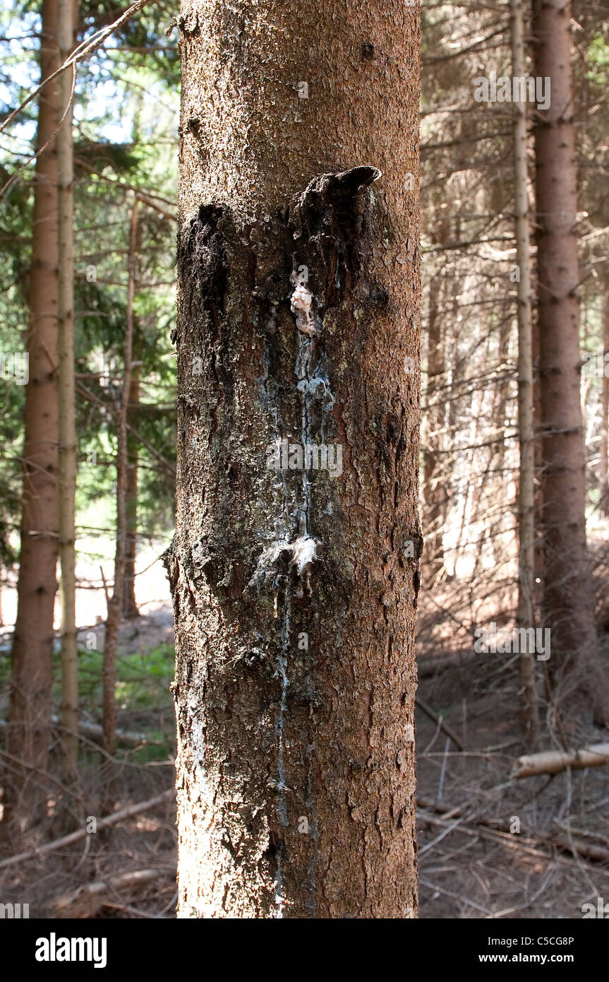 Resin tree hi-res stock photography and images - Alamy