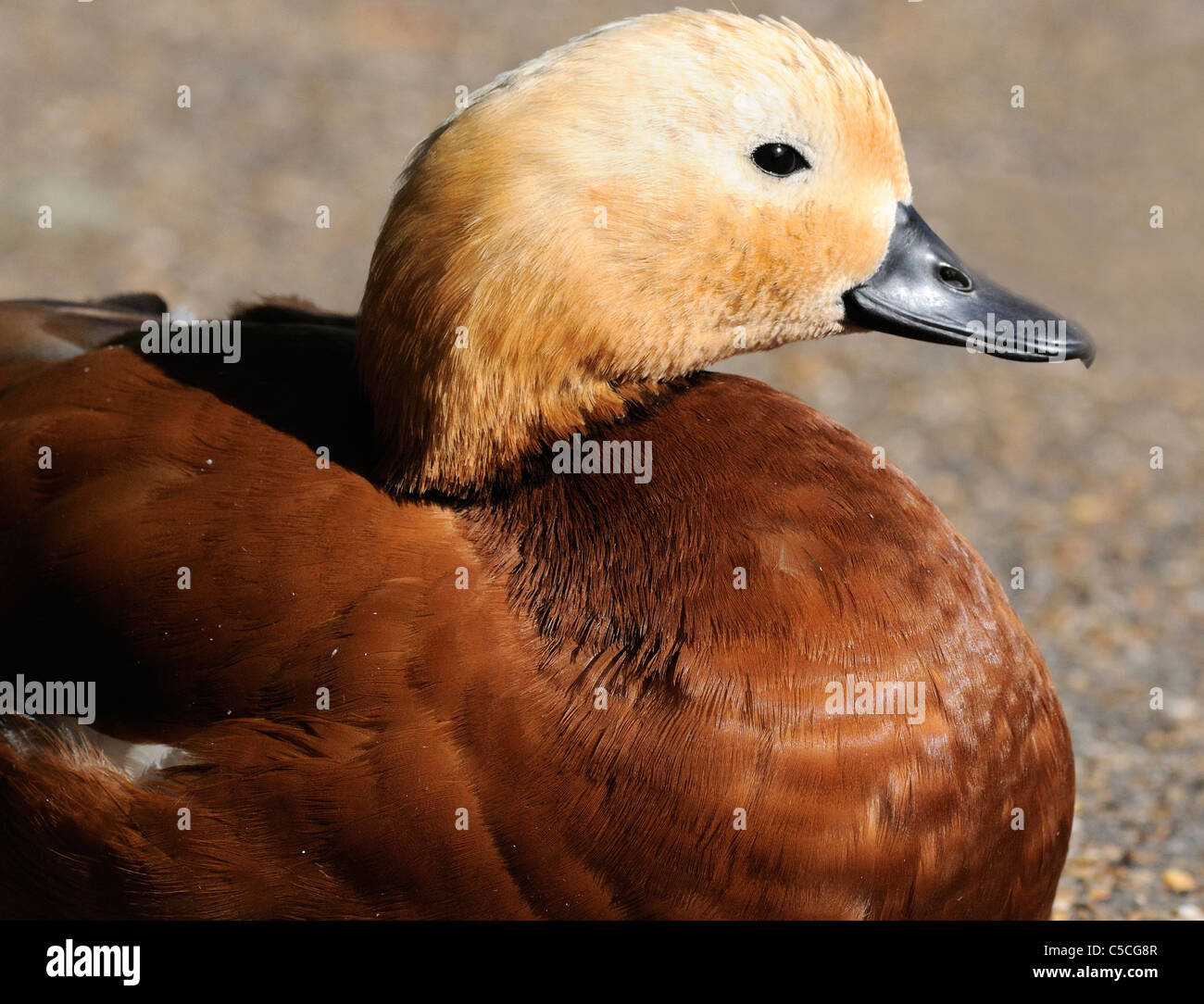 Female ruddy duck hi-res stock photography and images - Alamy