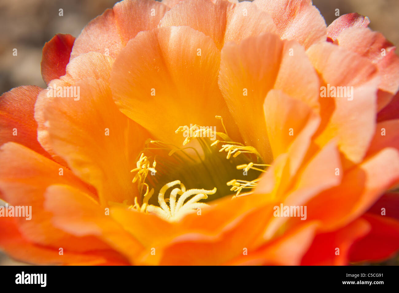 Cacti in flower hi-res stock photography and images - Alamy