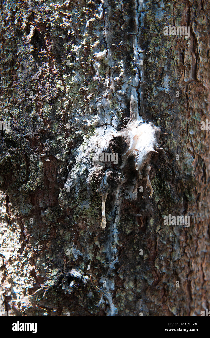 Tree pine sap resin hi-res stock photography and images - Alamy