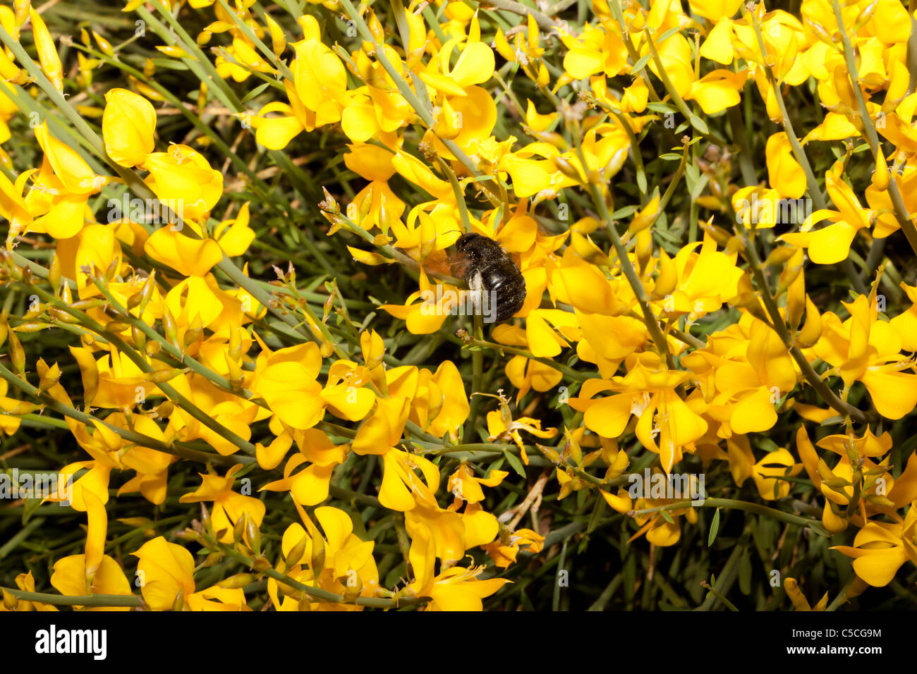 Carpenter bee feeding at a bush of flowers Stock Photo - Alamy