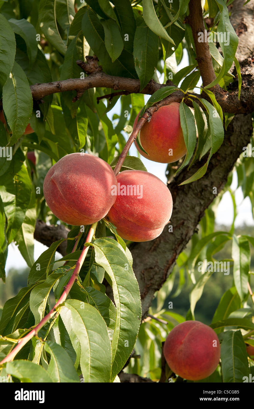Peach tree isolated hi-res stock photography and images - Alamy