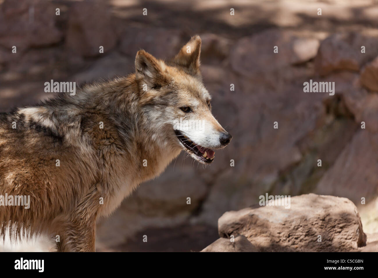 Mexican Wolf in his zoo exhibit. An endangered North American animal ...
