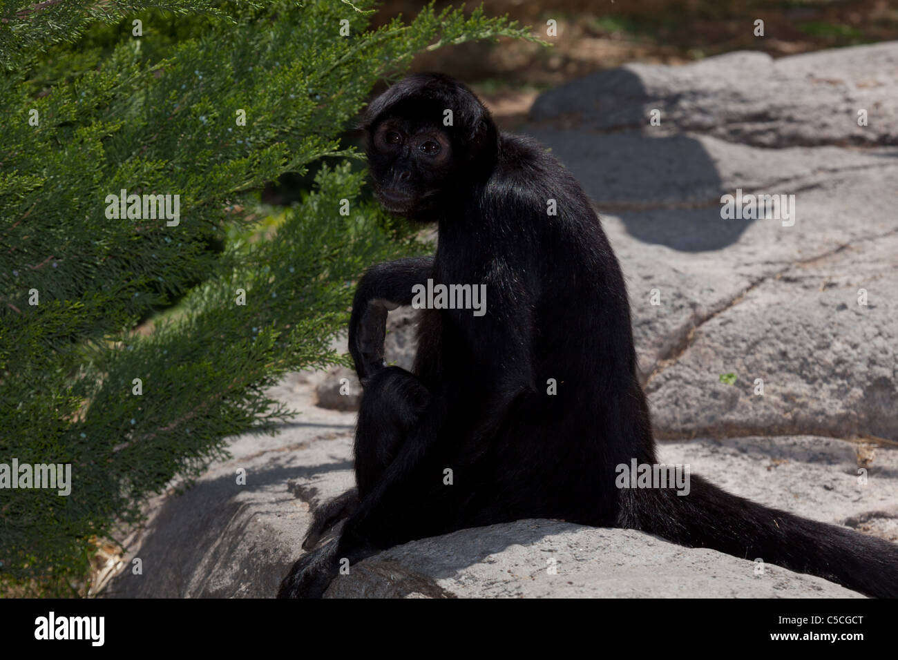 Spider Monkey sitting in his zoo exhibit looking at the camera Stock ...