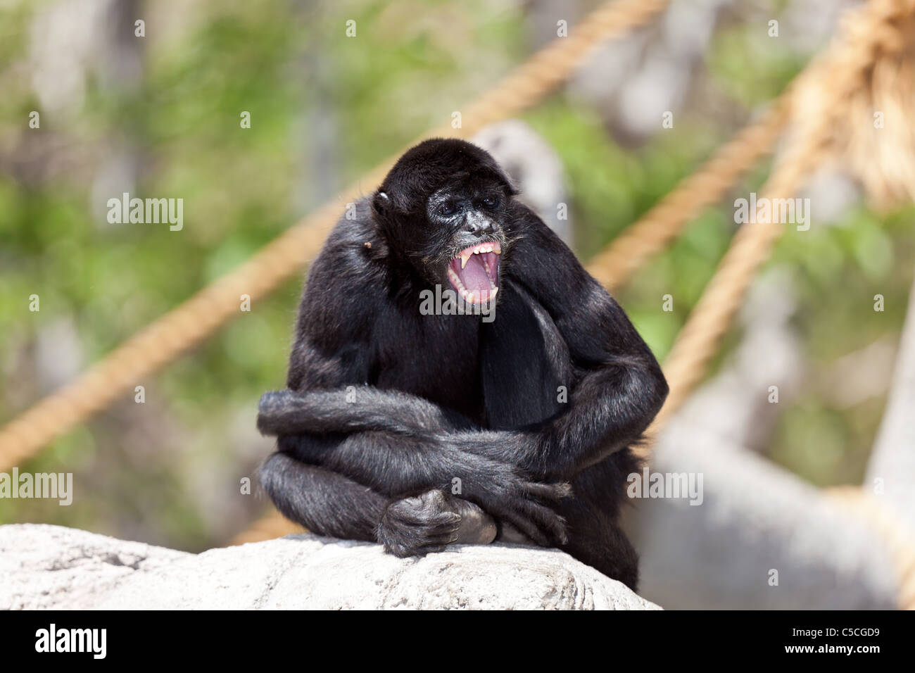 Black spider monkey hi-res stock photography and images - Alamy