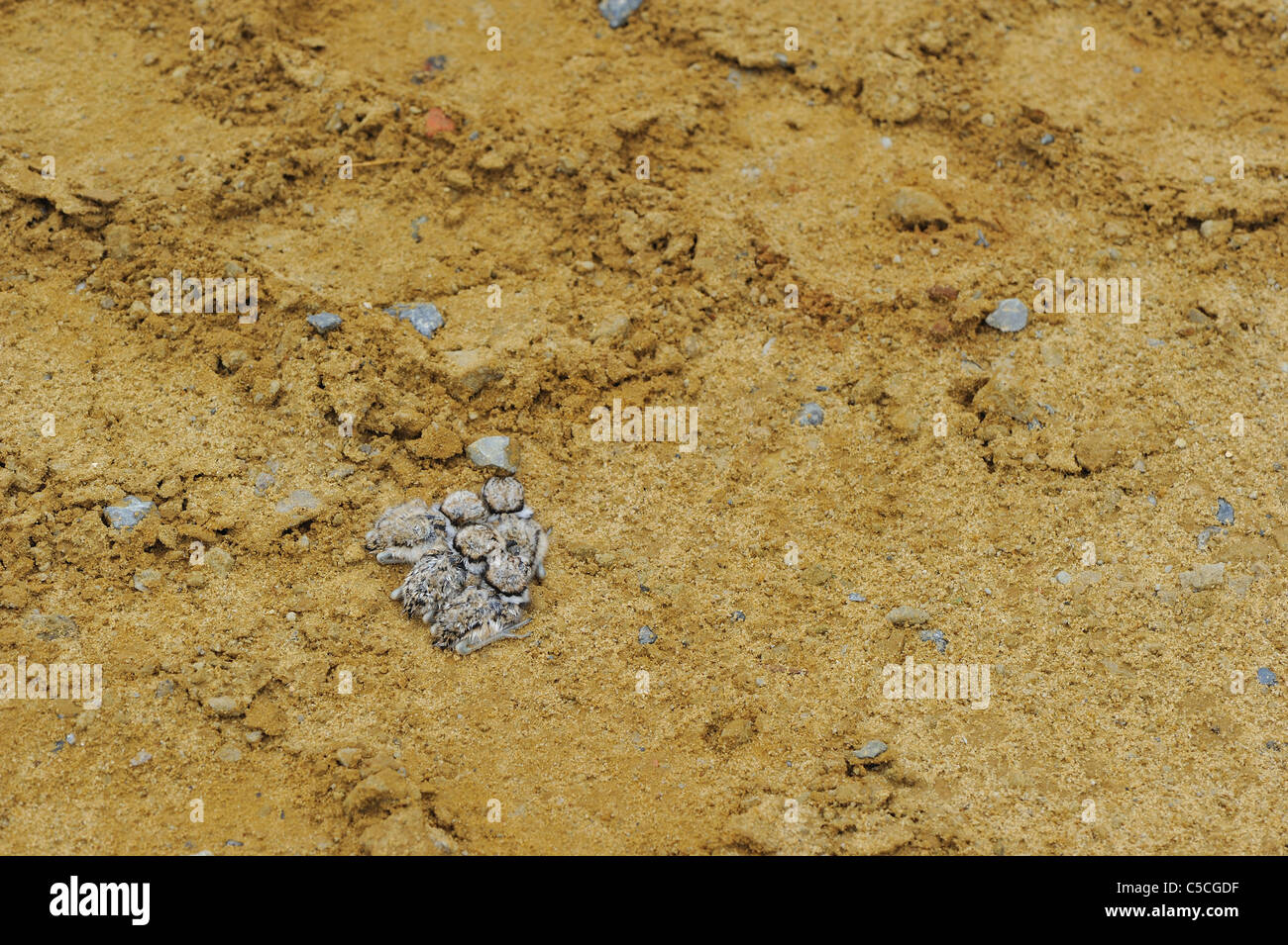 Little ringed plover (Charadrius dubius) 4 one day old chicks laying in ...