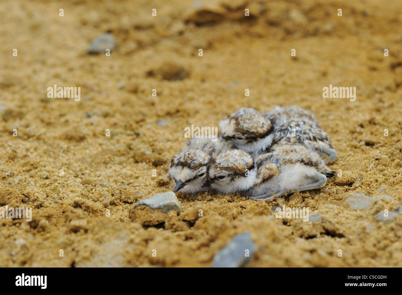 Little ringed plover (Charadrius dubius) 4 one day old chicks laying in ...