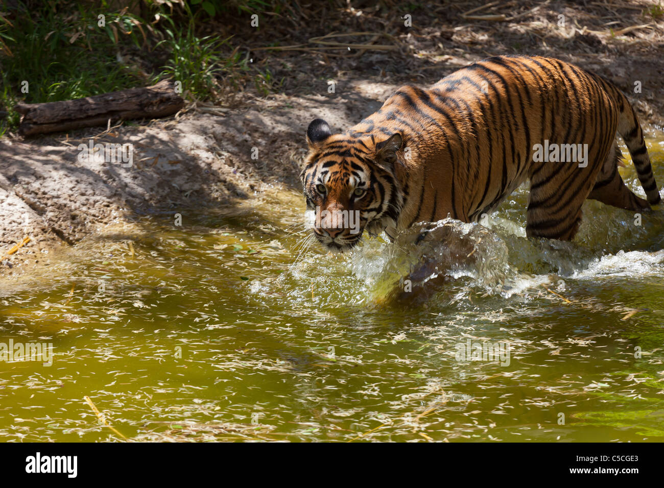 Tiger splashing water hi-res stock photography and images - Alamy
