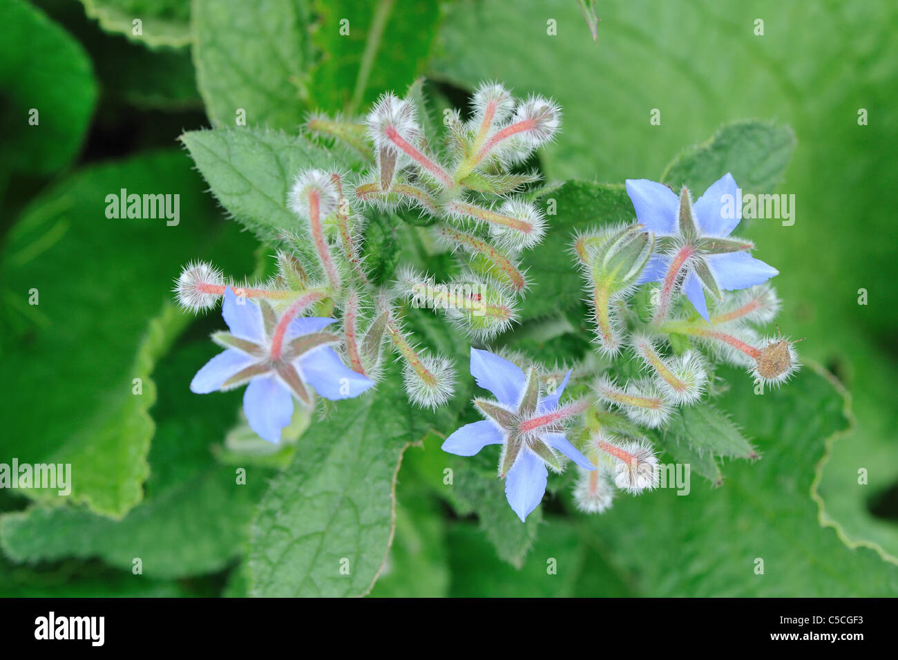 Borago officinalis flowering hi-res stock photography and images - Alamy