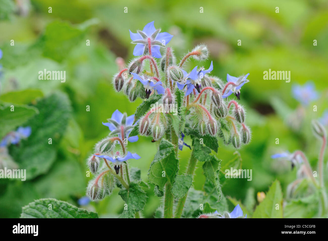 Borage - Starflower (Borago officinalis) flowering in summer Belgium ...