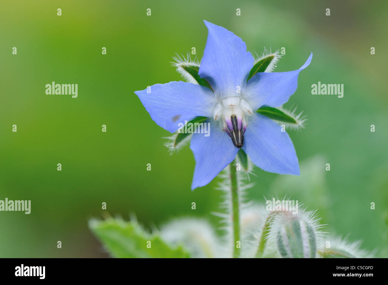 Borage - Starflower (Borago officinalis) flowering in summer Belgium ...