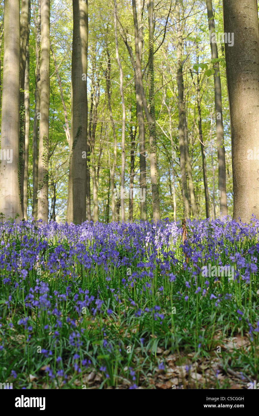 Common bluebell - Wild hyacinth - Wood hyacinth (Endymion non-scriptus ...